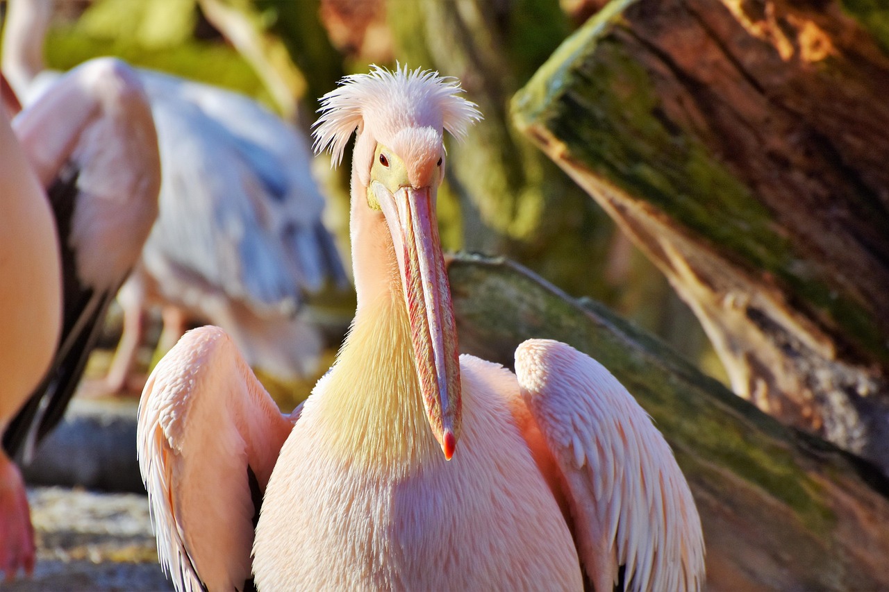 Pelican Water Bird Pink - Free photo on Pixabay - Pixabay