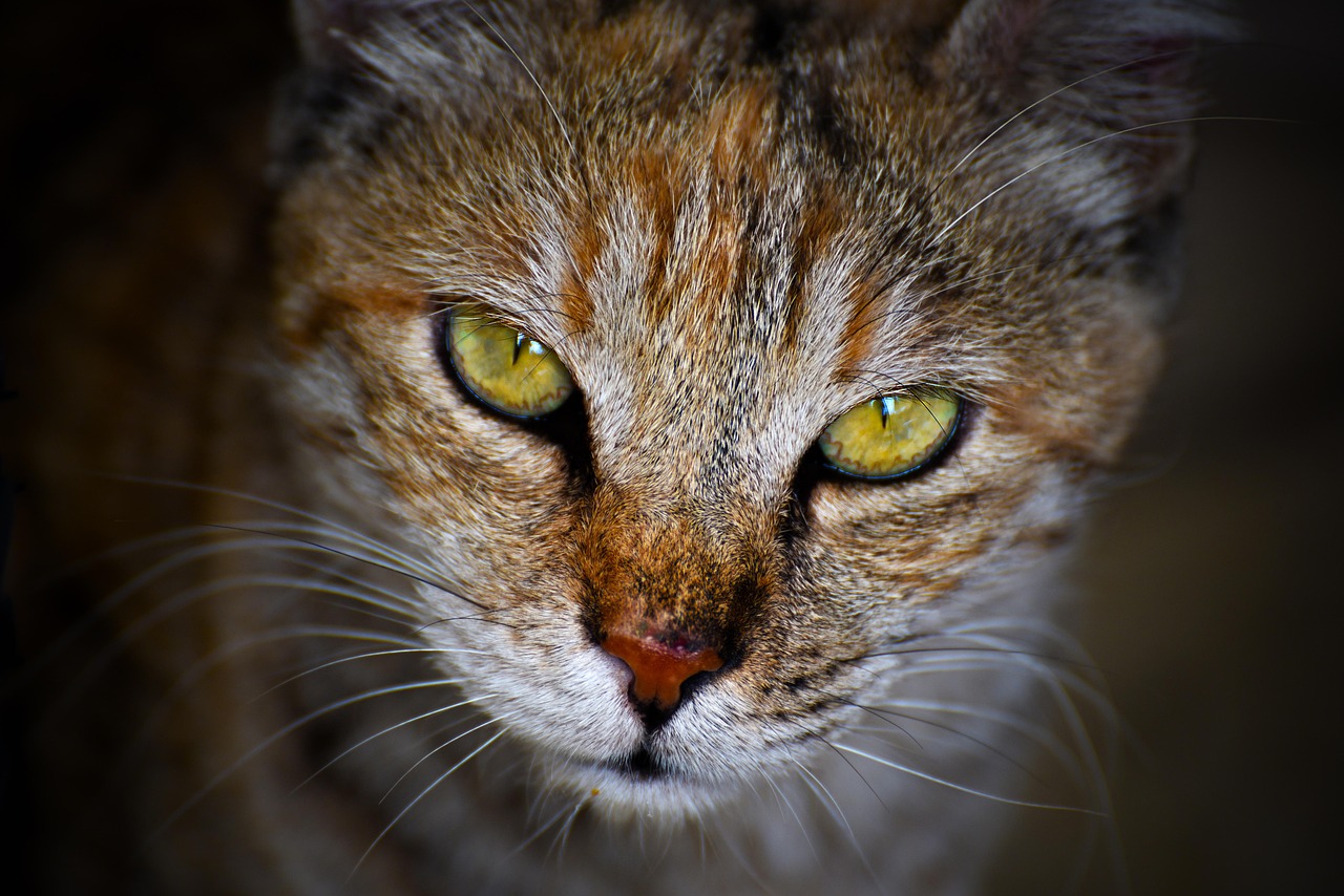 Beautiful Cat Cute - Free photo on Pixabay - Pixabay