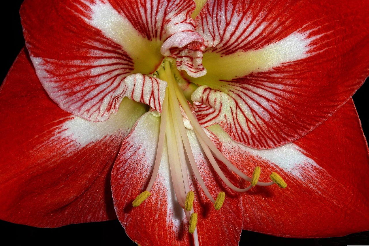 Flower Amaryllis Petals - Free photo on Pixabay - Pixabay