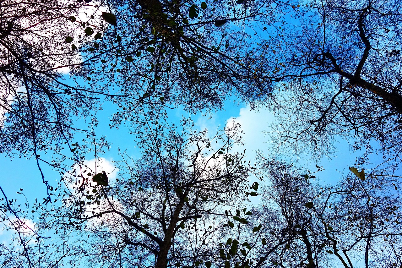 Tree Top Branch Bare - Free photo on Pixabay