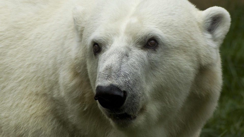 Polar Mammal Wildlife - Free photo on Pixabay