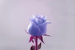 0 Rose-purple Antonyms. Full list of opposite words of rose-purple.