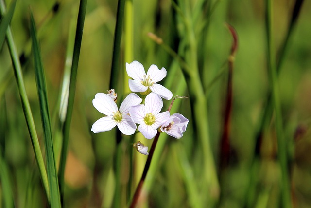 Blume Weiß Natur - Kostenloses Foto auf Pixabay - Pixabay