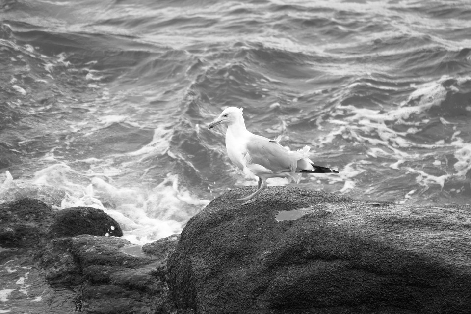 Body Of Water Sea Ocean - Free photo on Pixabay