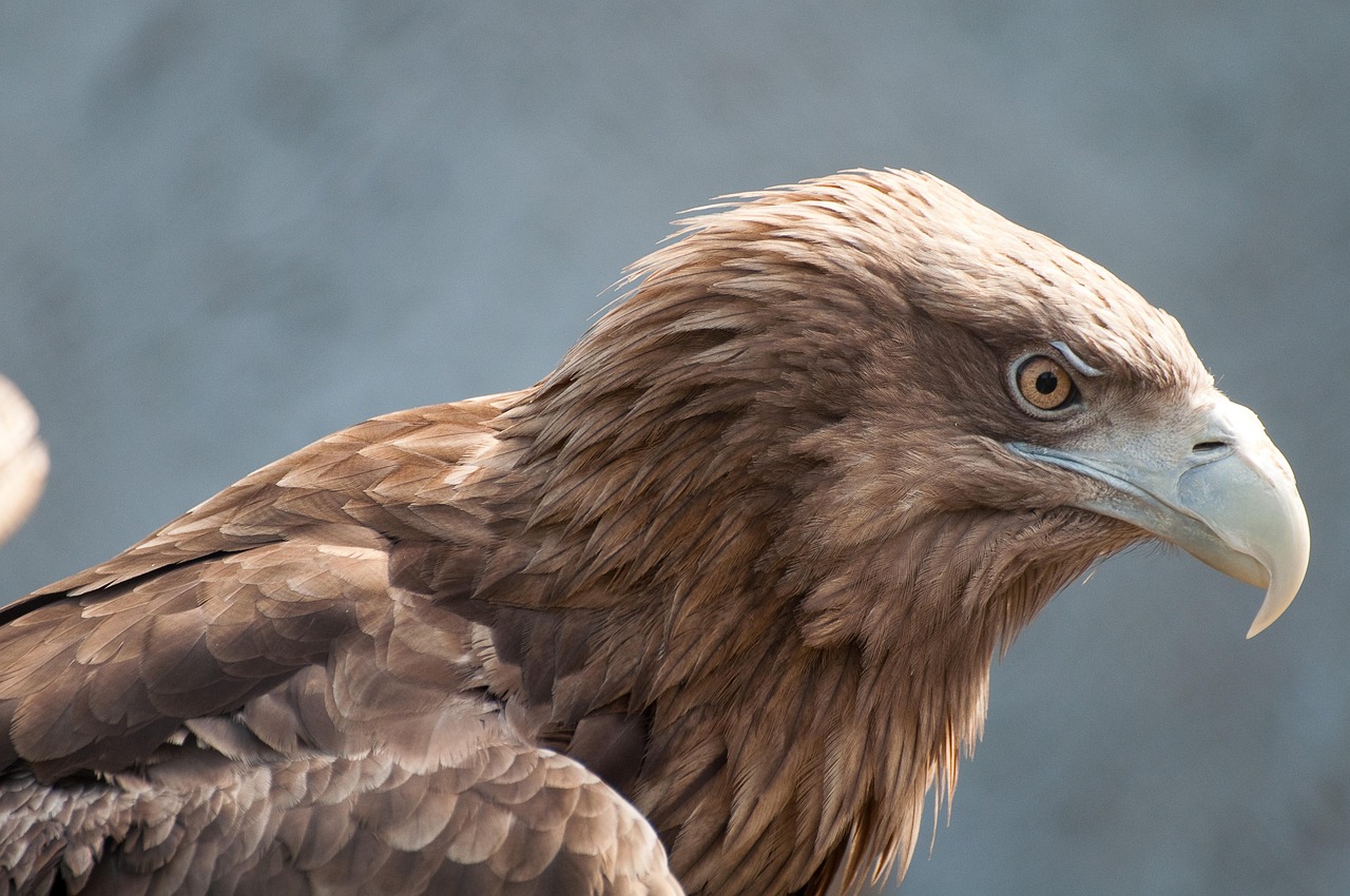 Raubvogel Adler Vogel - Kostenloses Foto auf Pixabay - Pixabay