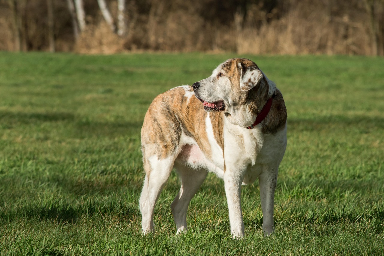 Perro Mamífero Animal - Foto gratis en Pixabay - Pixabay