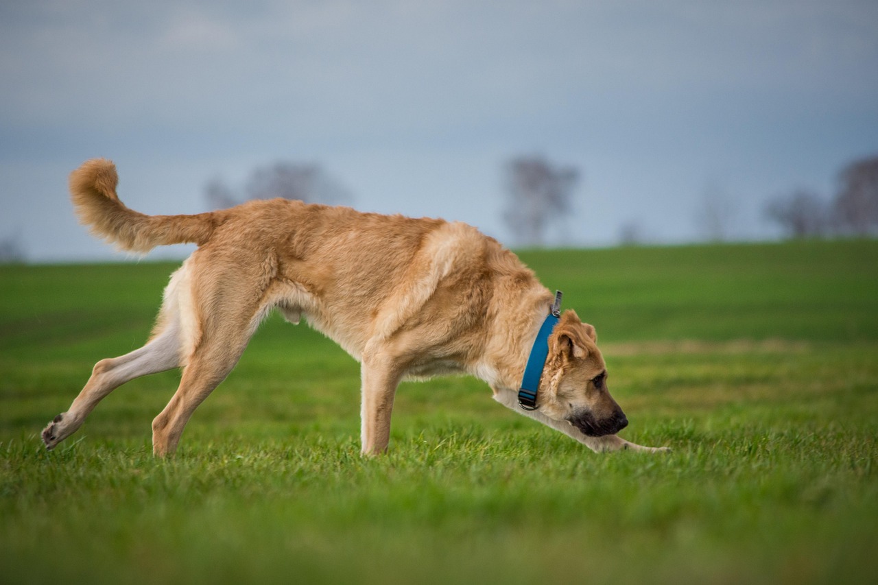 Dog Grass Animal Domestic - Free photo on Pixabay