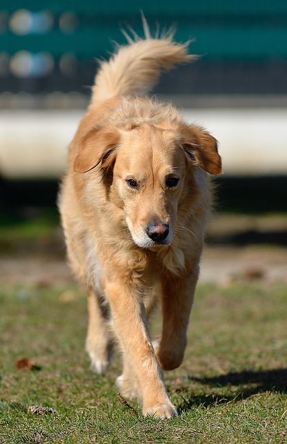 Perro Animal Mamífero - Foto gratis en Pixabay - Pixabay