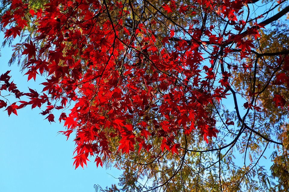 Tree Branch Autumn Foliage - Free photo on Pixabay - Pixabay