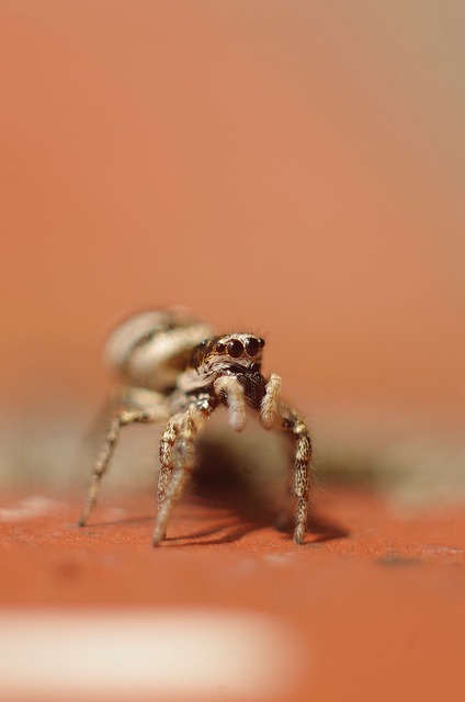 Zebra-Jumping-Spider Female Insect - Free photo on Pixabay