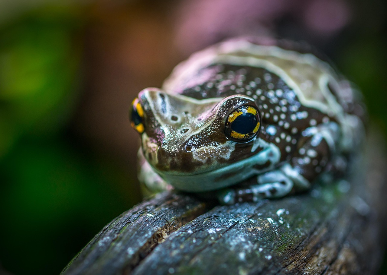 Nature Animals Small - Free photo on Pixabay - Pixabay