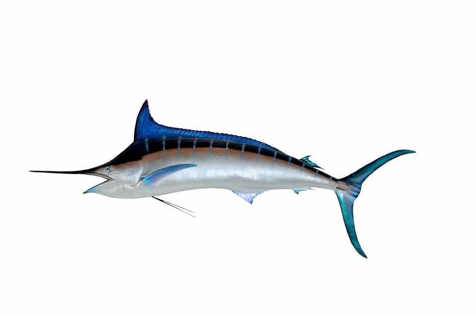 Fish Nature Taxidermy - Free photo on Pixabay