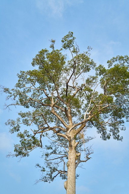 70,000+ Free Trees With No Background & Nature Images - Pixabay