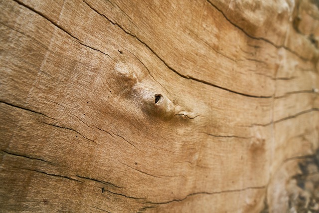 Pohon Jaringan Kayu - Foto gratis di Pixabay