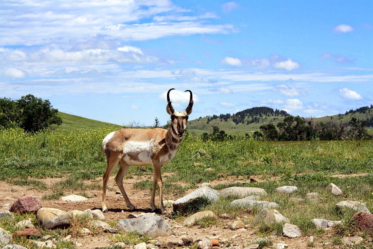 Nature Grass Animal - Free photo on Pixabay - Pixabay