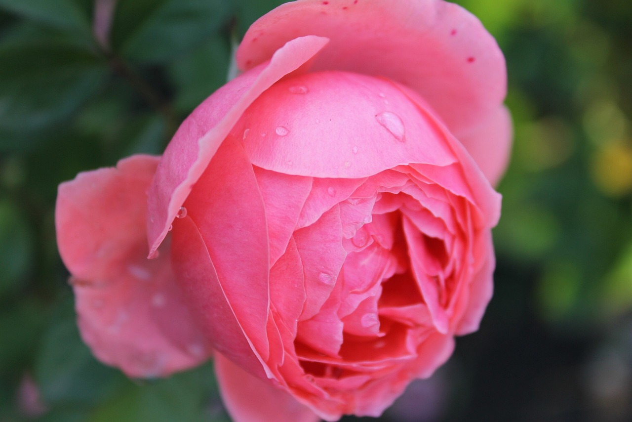 Flor Rose Planta - Foto gratuita no Pixabay - Pixabay