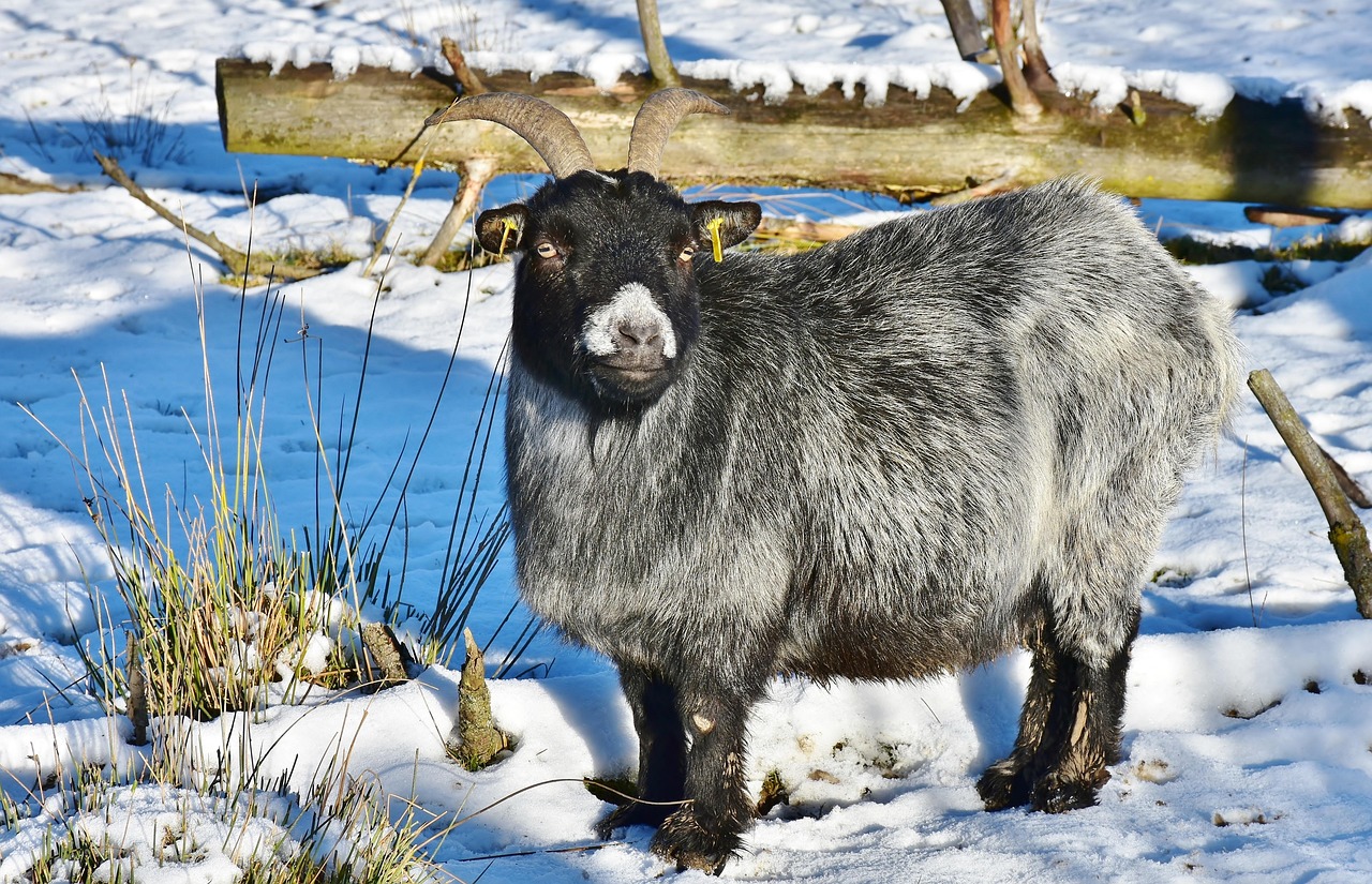 Goat Wildlife Park Desire - Free photo on Pixabay - Pixabay