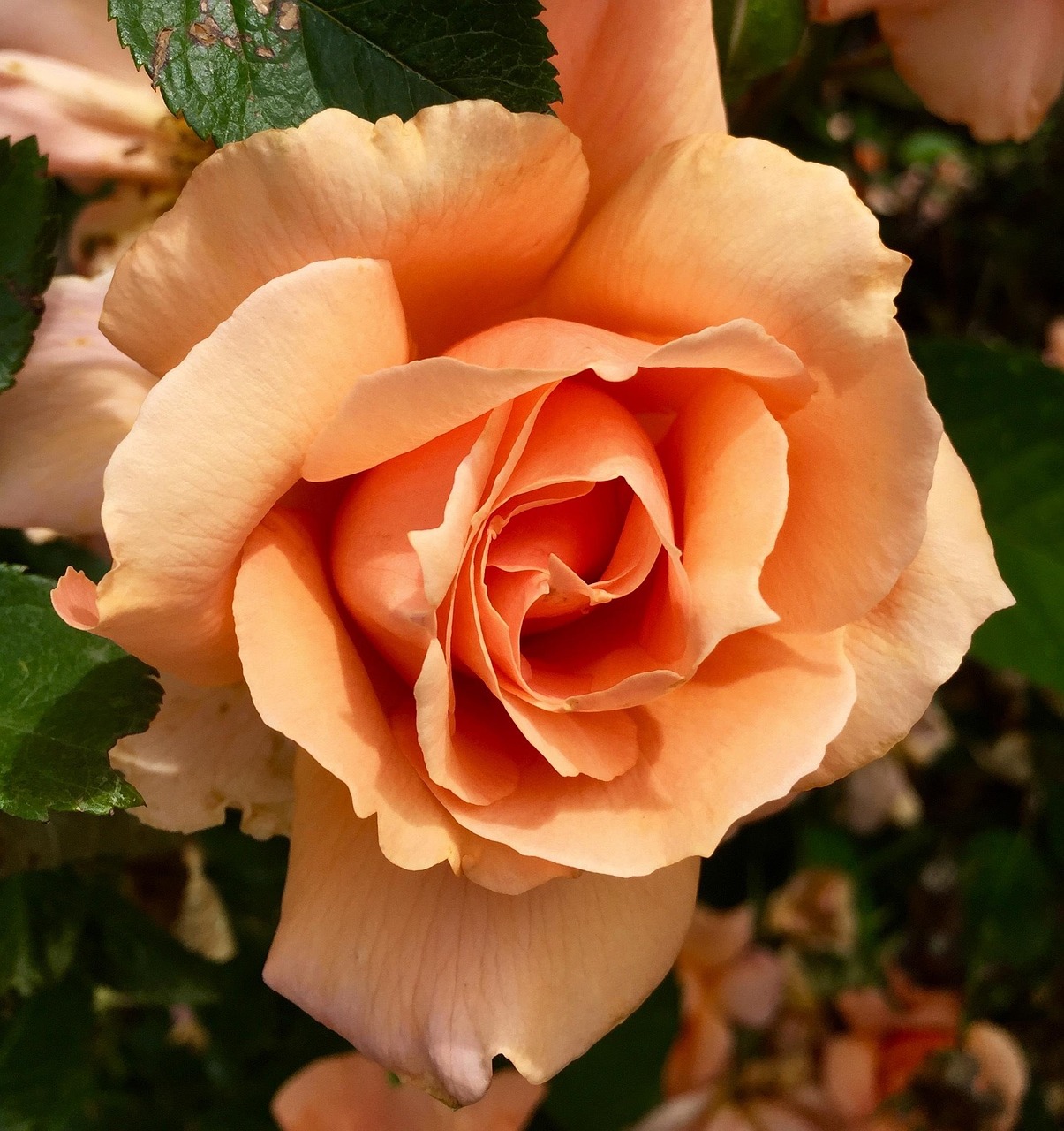 Bloem Roos Bloemblaadje - Gratis foto op Pixabay - Pixabay