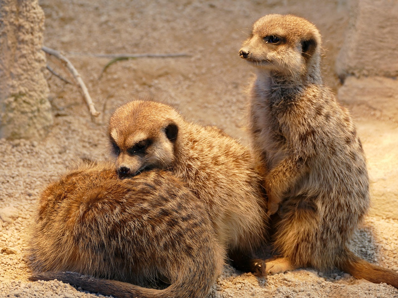 Suricata Animal Fauna Silvestre - Foto gratis en Pixabay - Pixabay