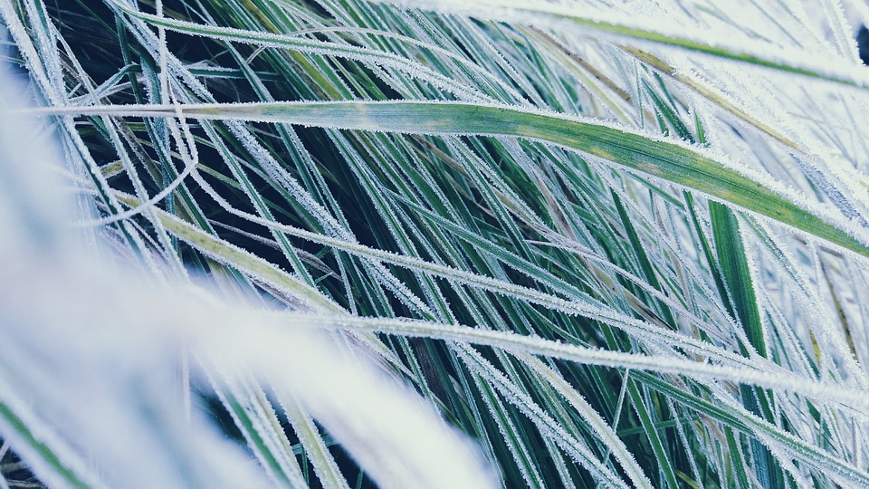 Grass Icing Detail - Free photo on Pixabay - Pixabay