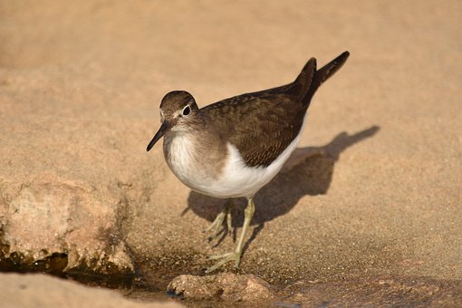Besogne Assignée Photos - Téléchargez des images gratuites - Pixabay