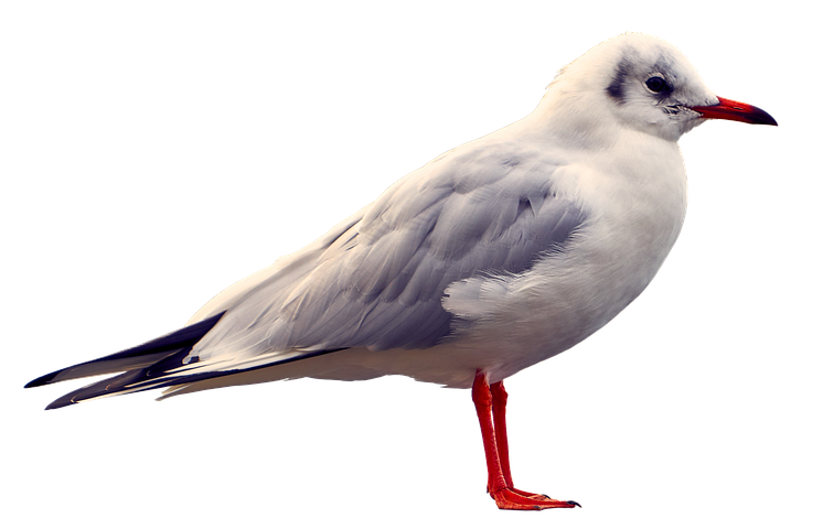 10+ kostenlose Möwe Freigestellt und Möwe-Bilder - Pixabay