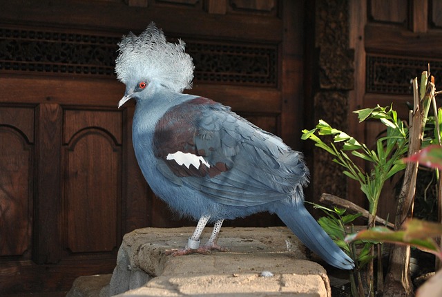 Bird Pigeon Blue Crested - Free photo on Pixabay - Pixabay