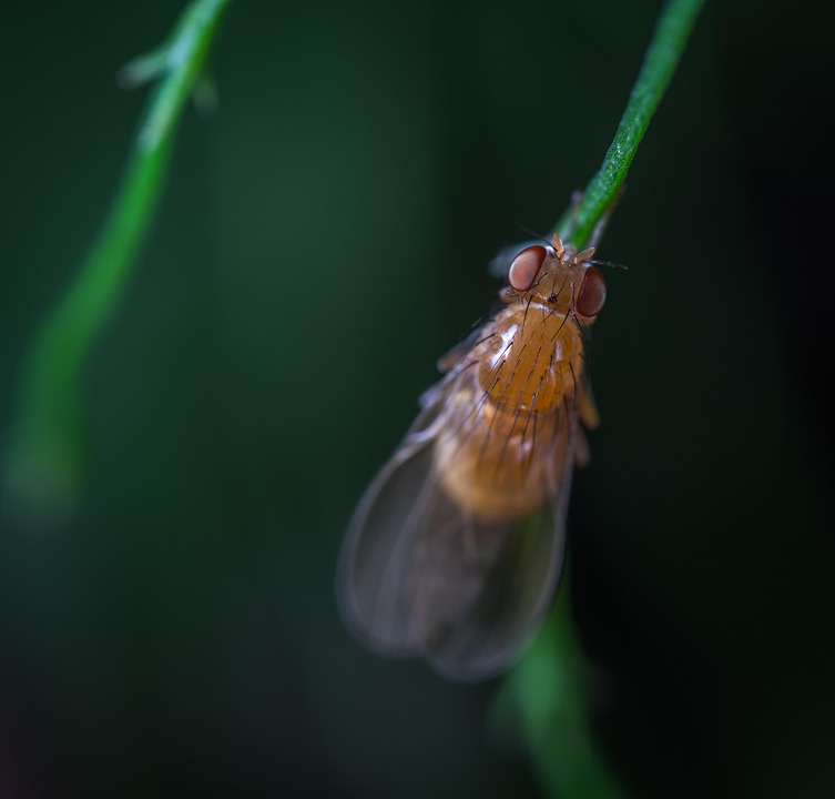 Insect Fly Stem - Free photo on Pixabay - Pixabay