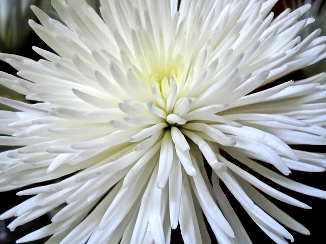 Chrysanthemum Spider Mum Flower - Free photo on Pixabay