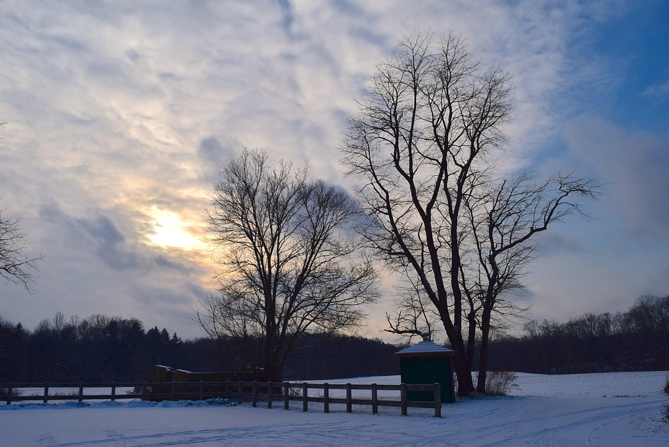 Winter Tree Nature - Free photo on Pixabay - Pixabay
