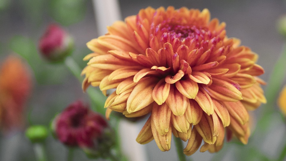 Flower Nature Flora - Free photo on Pixabay