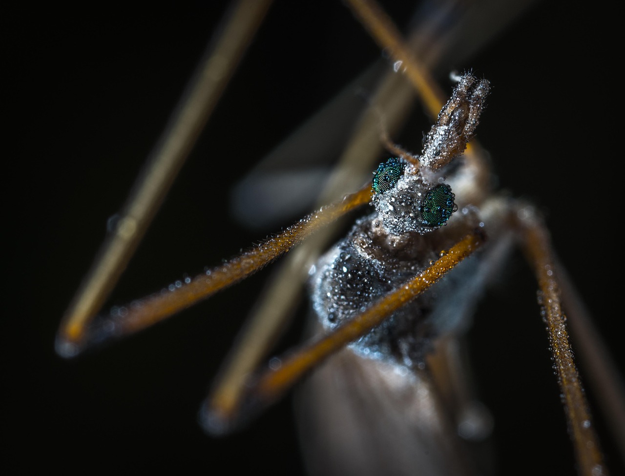Invertebrado Insecto Naturaleza Al - Foto gratis en Pixabay - Pixabay