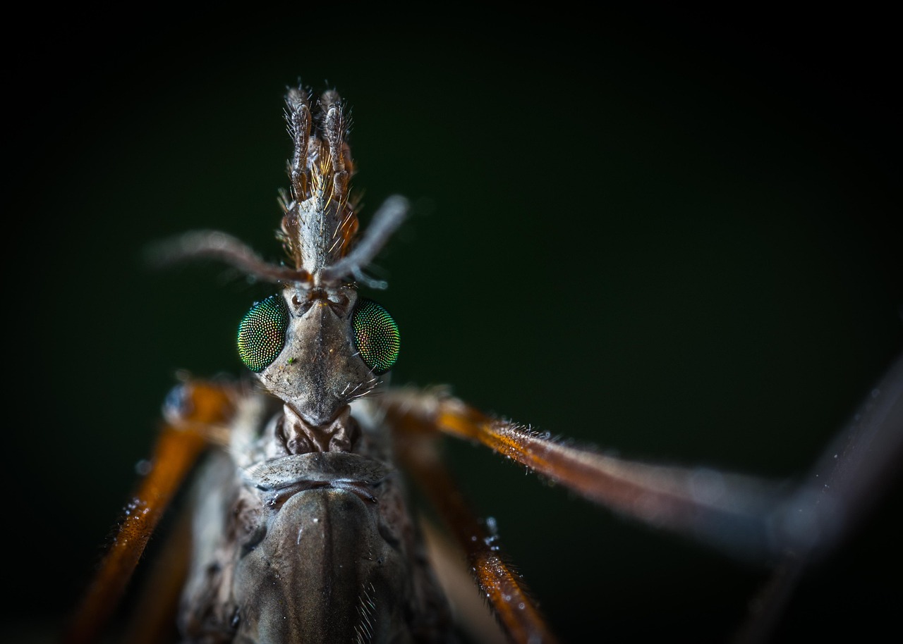 Insecto Invertebrado Naturaleza - Foto gratis en Pixabay