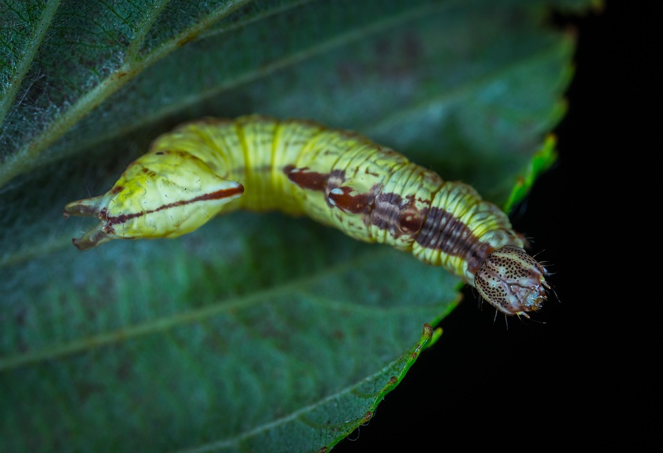 Larva Insecto Oruga - Foto gratis en Pixabay - Pixabay