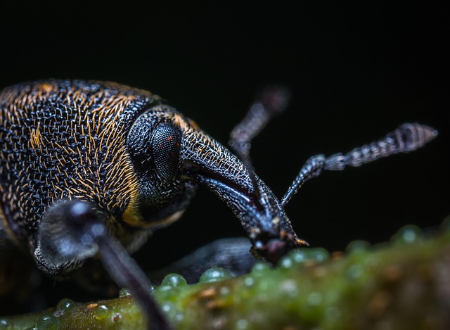 Invertebrate Nature Animals - Free photo on Pixabay - Pixabay