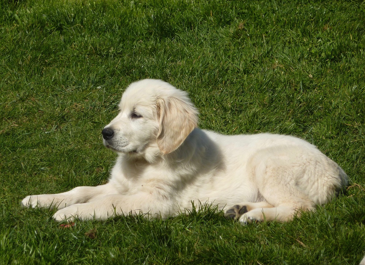 Perro Joven Perrito Acostado - Foto gratis en Pixabay - Pixabay