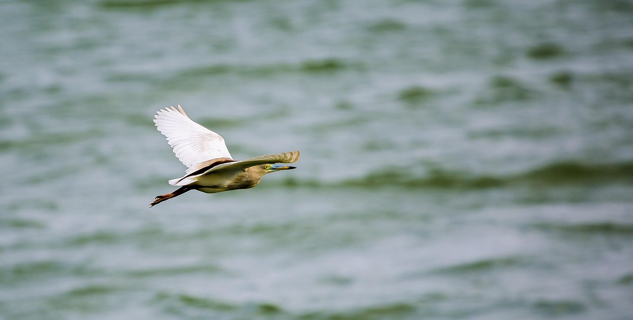 Water Bird Nature - Free photo on Pixabay - Pixabay