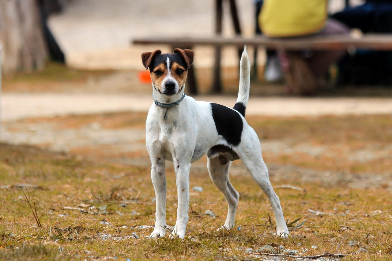 Perro Animal Pet - Foto gratis en Pixabay - Pixabay