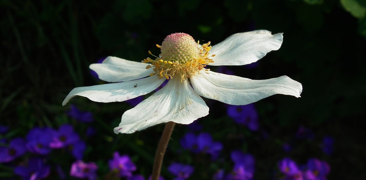 Natureza Flor Anêmona - Foto gratuita no Pixabay - Pixabay