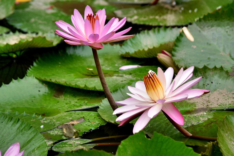 Foto gratis: Los Lirios De Color Rosa - Imagen gratis en Pixabay - 3055675