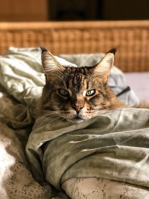 Animal Kingdom Niedlich Katze - Kostenloses Foto auf Pixabay