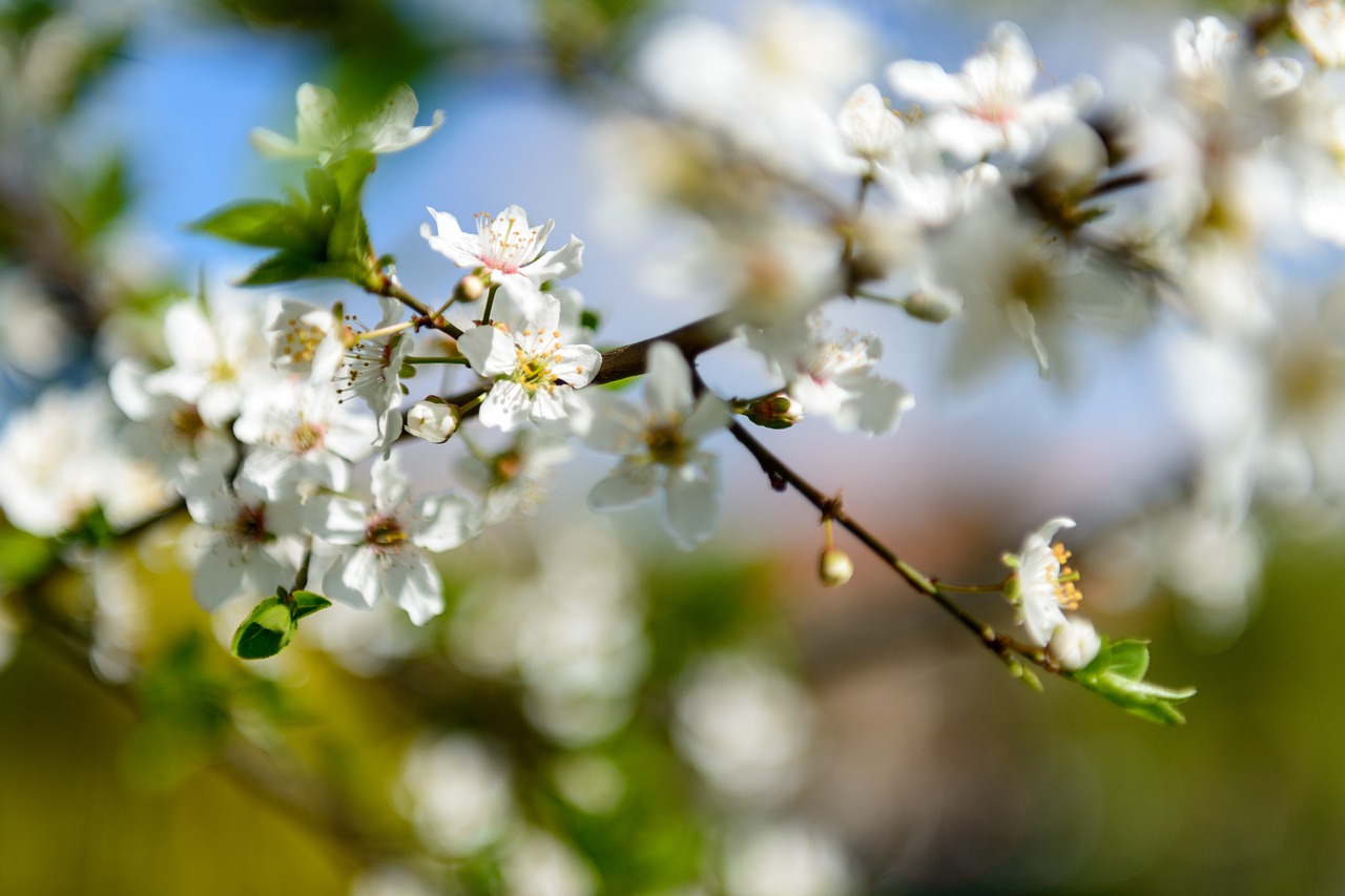 Flor Cereza Flora - Foto gratis en Pixabay - Pixabay