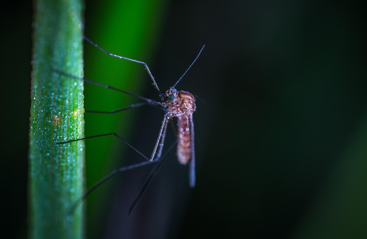 Insecto Naturaleza Animales - Foto gratis en Pixabay - Pixabay