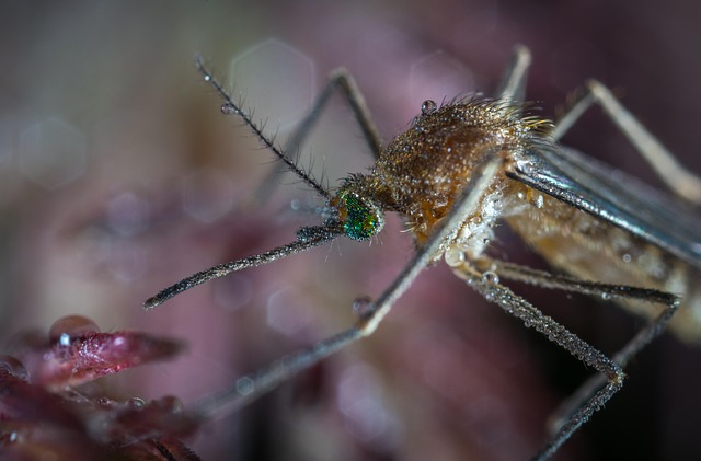 Insect Invertebrate Animals - Free photo on Pixabay - Pixabay