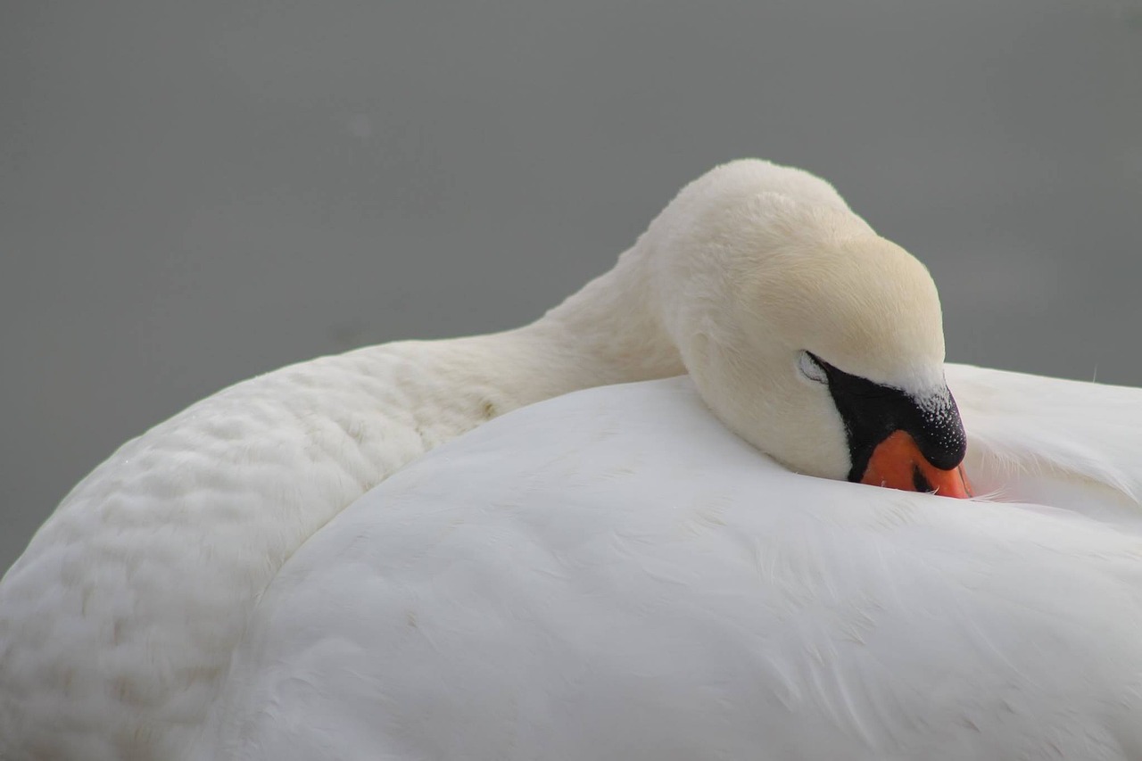 Pájaro Naturaleza Cisne Cuerpo De - Foto gratis en Pixabay - Pixabay
