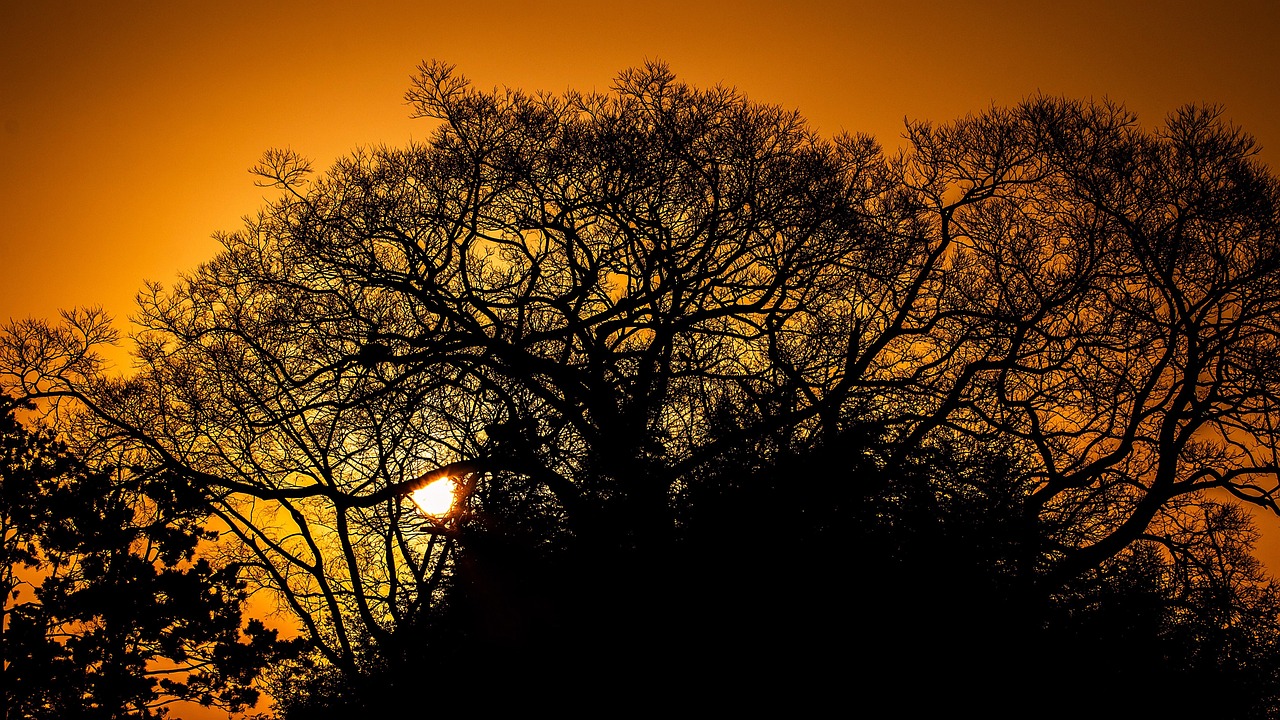 Tree Fall Dawn - Free photo on Pixabay - Pixabay