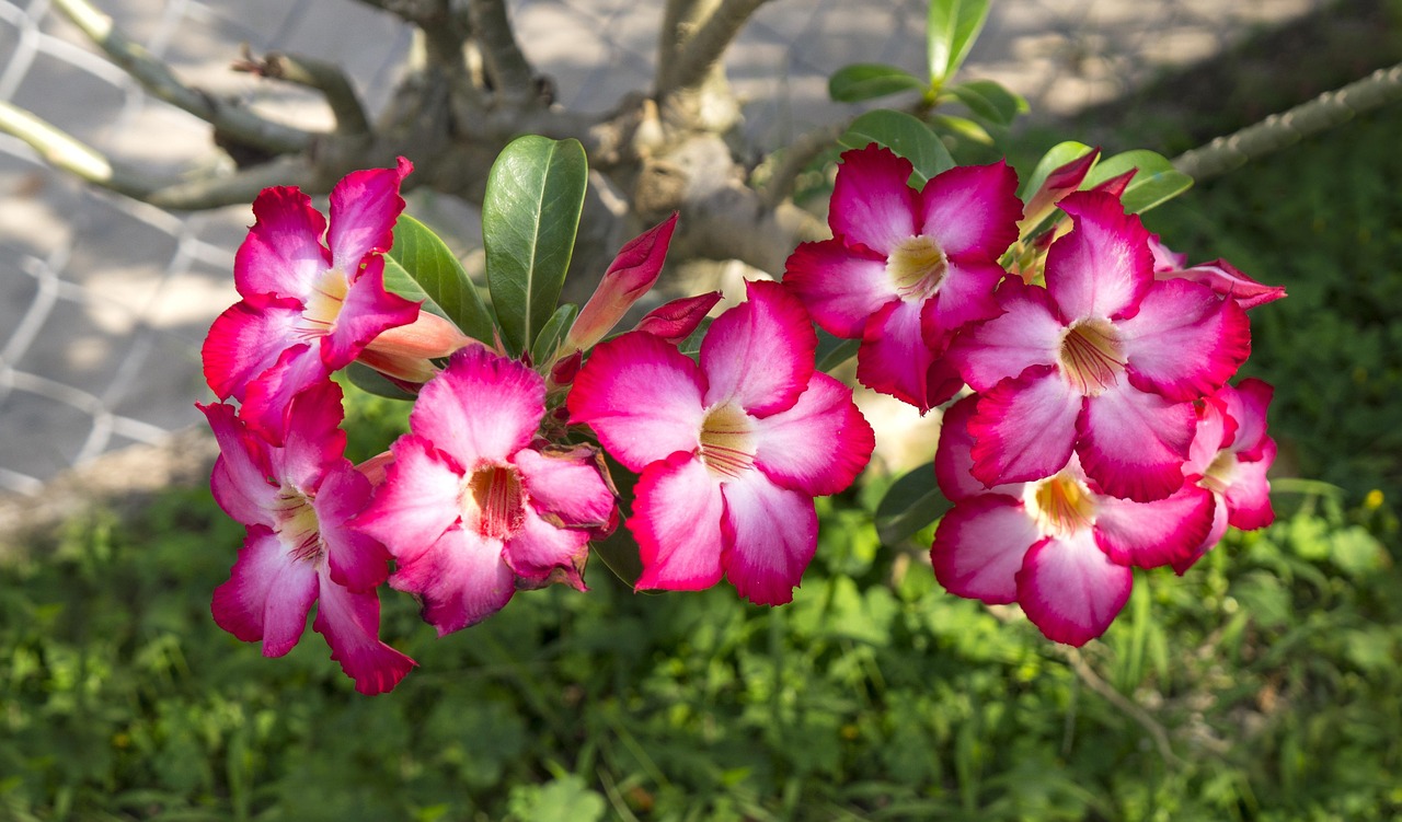 Flor De Porcelana Los Ramos - Foto gratis en Pixabay - Pixabay