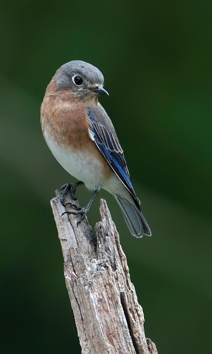 Bluebird Eastern Avian - Free photo on Pixabay