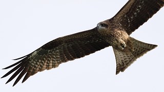 Free Vector Graphic Hawk Bird Bird Of Prey Raptor Free Image On