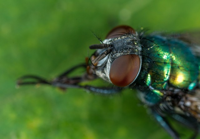 Insecto Animales Naturaleza - Foto gratis en Pixabay - Pixabay
